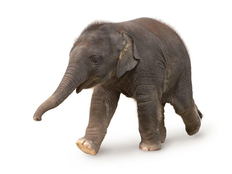 Kleine olifant; veel hersenen