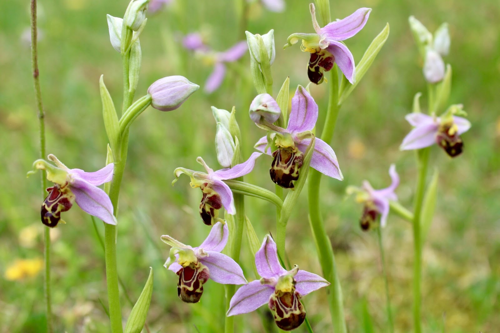 Bee Orchid