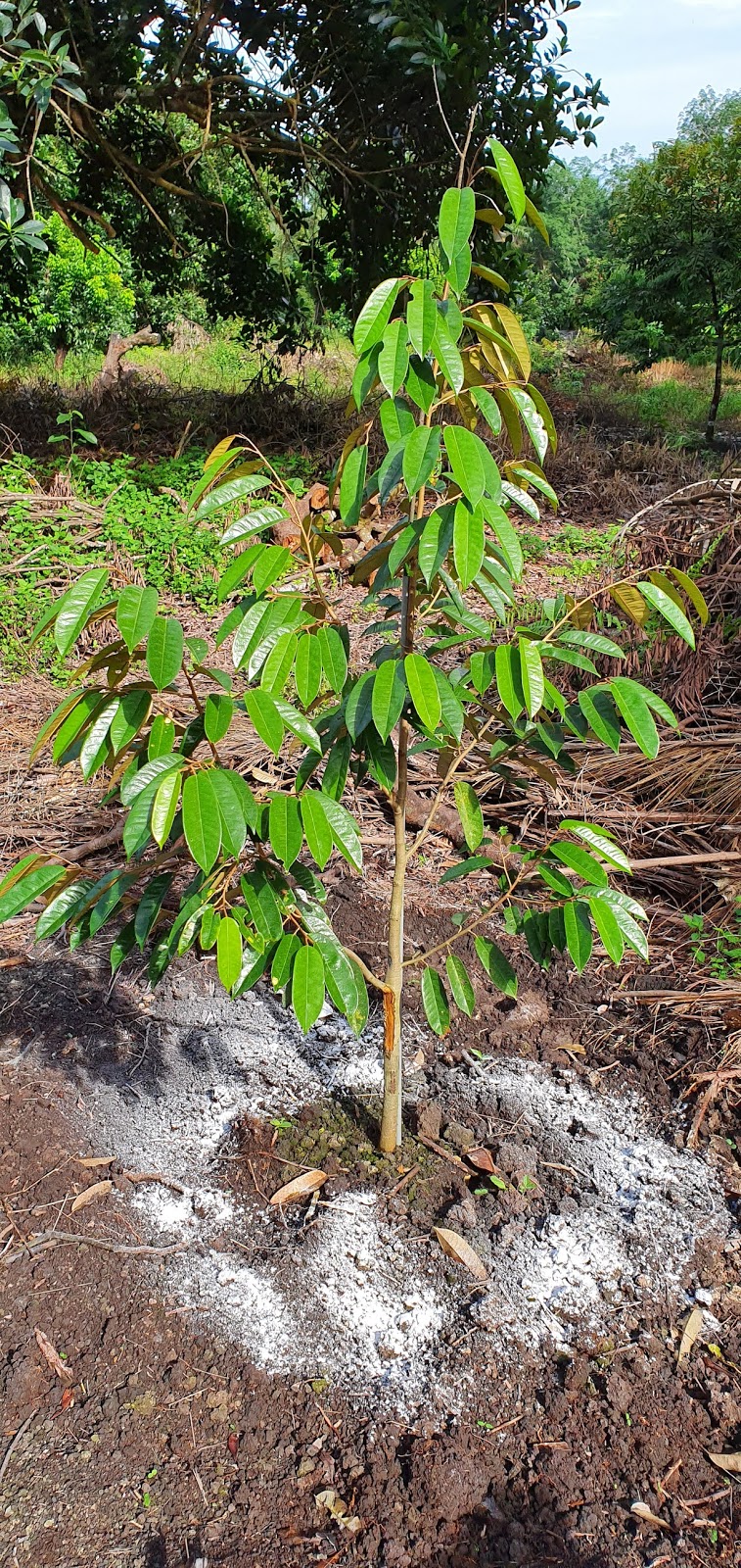 Warisan Petani: Mendolomite Anak Durian