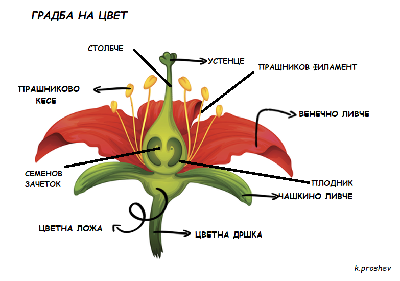 k.proshev: РАЗМНОЖУВАЊЕ КАЈ РАСТЕНИЈАТА IX одд.