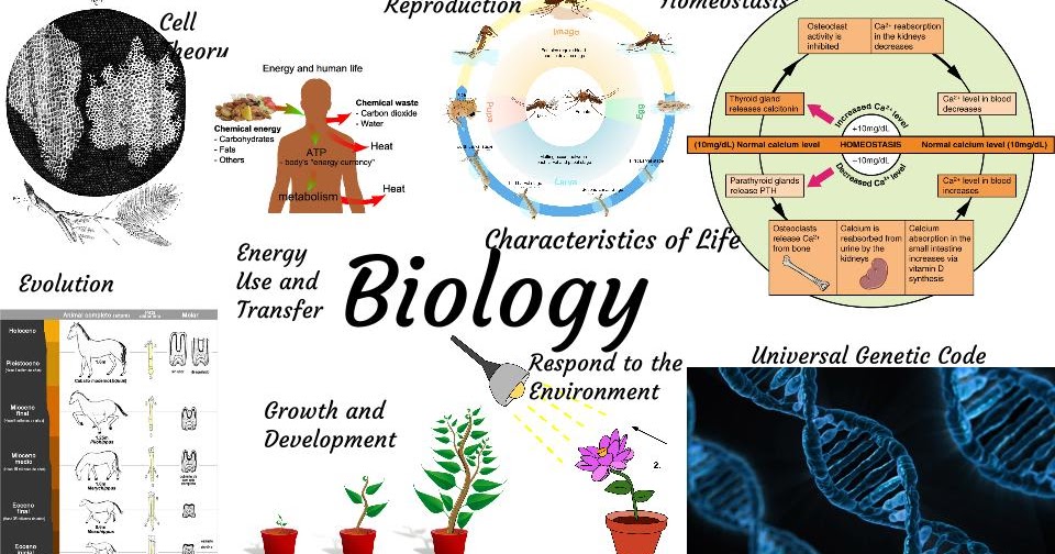 Ananya's Biology Blog: Biology Characteristics of Life