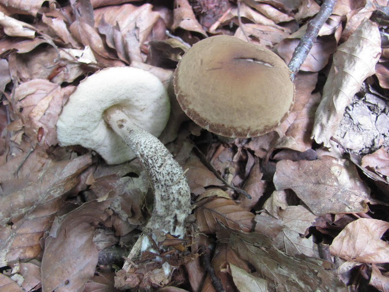 Guía de Setas y Hongos de Navarra.: Leccinum pseudoscabrum (Kallenb ...