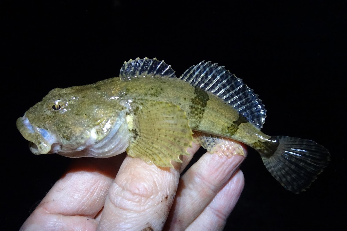 Ben Cantrell's fish species blog: Hobo fishing Missouri part 1