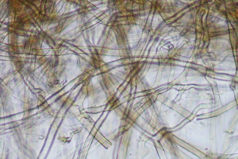 El mundo microscópico de los hongos: Basidiomicetos