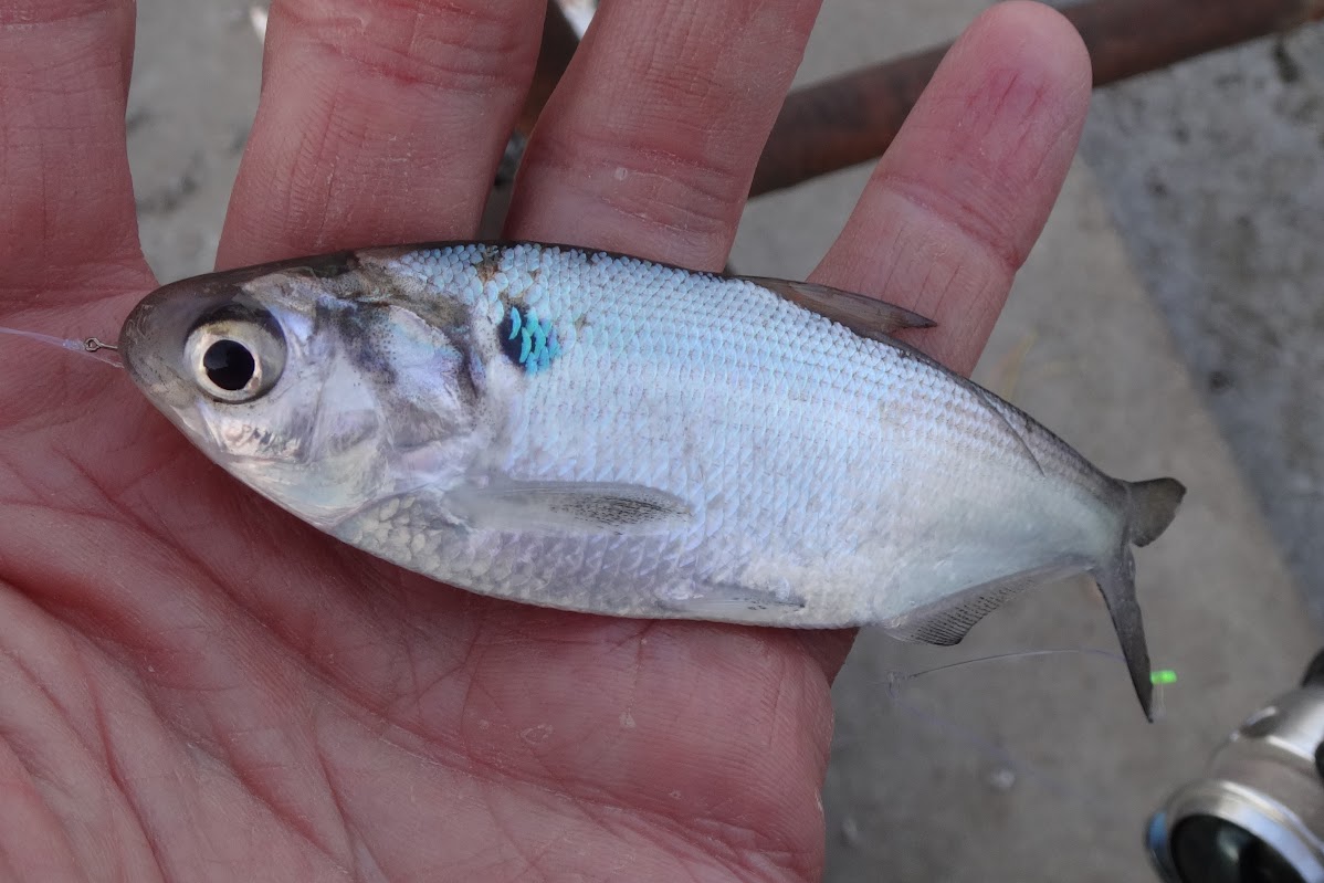 Ben Cantrell's fish species blog: Hobo fishing Missouri part 2