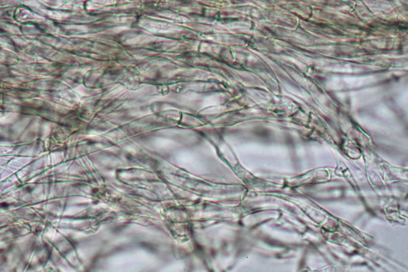 El mundo microscópico de los hongos: Inocybe terrigena (Fr.)Kuhn