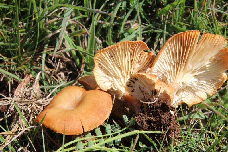 Guía de Setas y Hongos de Navarra.: Clitocybe bresadolana Singer