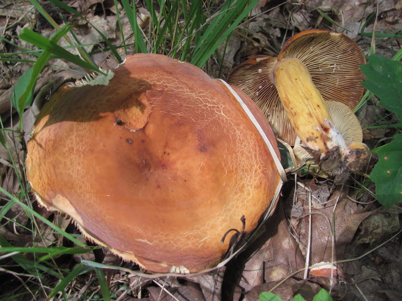 Guía de Setas y Hongos de Navarra.: Lactarius volemus Fr.