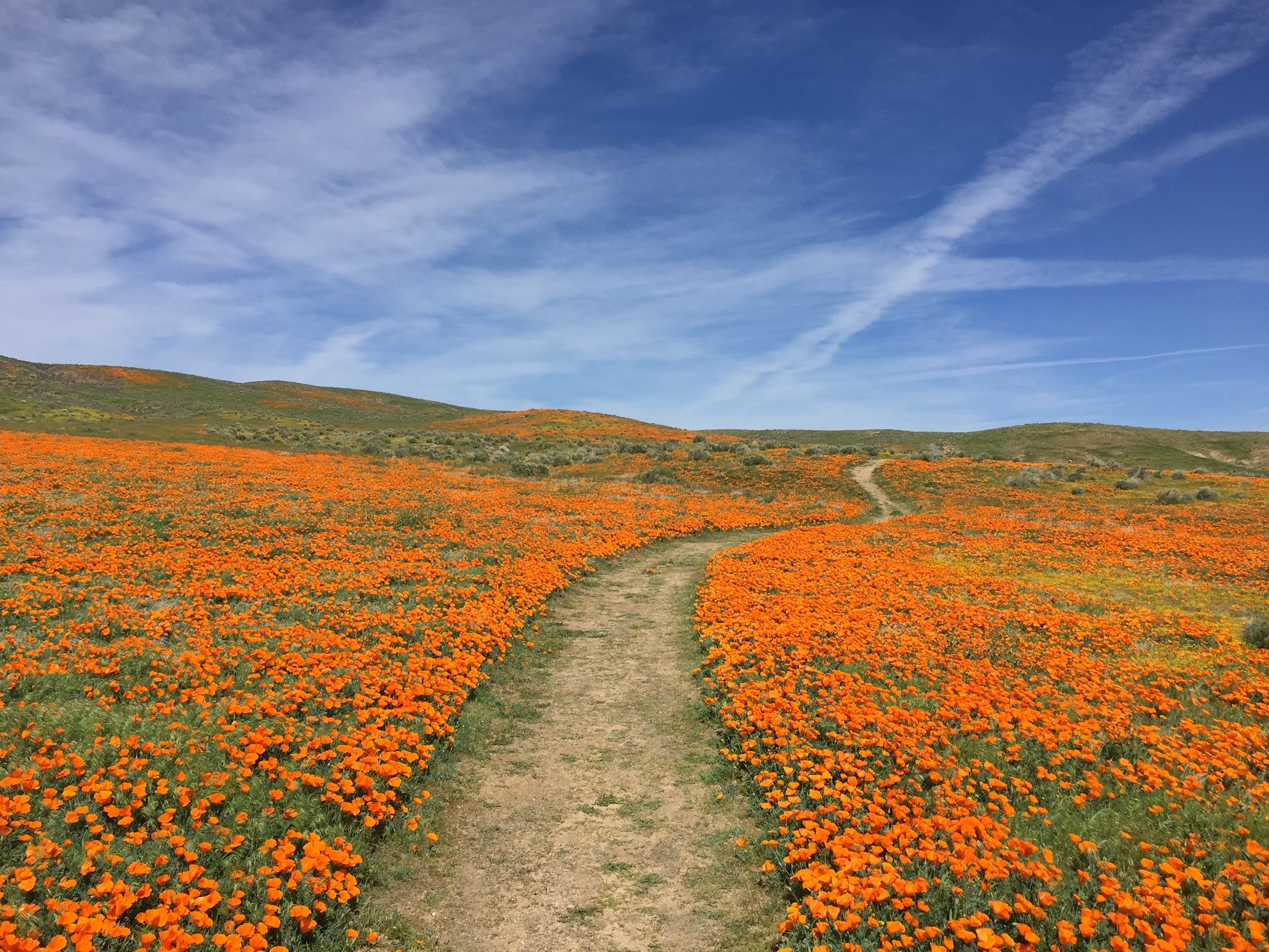 Photo Almanac: Antelope Valley Poppy Reserve - Lancaster, California