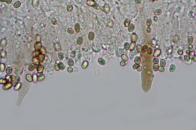 El mundo microscópico de los hongos: Basidiomicetos