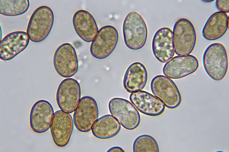 El mundo microscópico de los hongos: Inocybe terrigena (Fr.)Kuhn