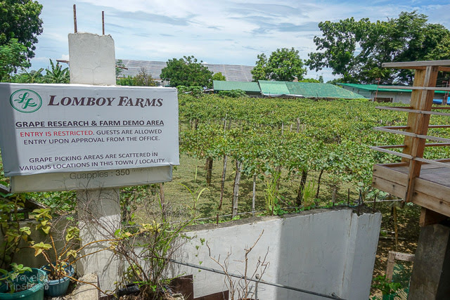 8 Things You Should Know for Your Pick and Pay Grapes Experience in La ...