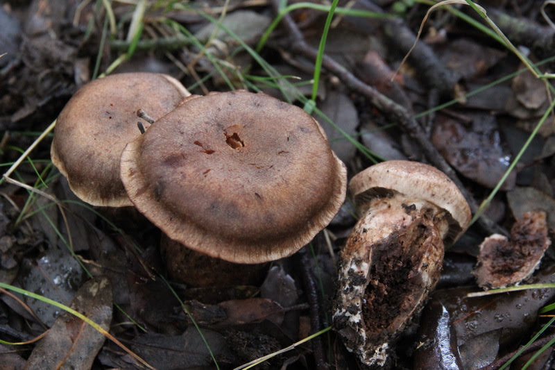 Guía de Setas y Hongos de Navarra.: Cortinarius chevassutii Rob. Henry