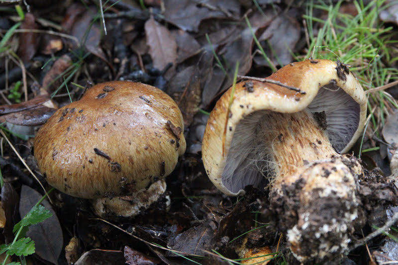 Guía de Setas y Hongos de Navarra.: Cortinarius glaucopus Fr.