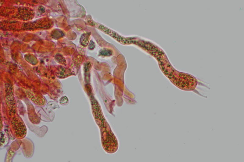 El mundo microscópico de los hongos: Basidiomicetos