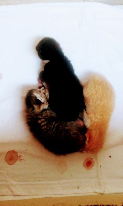 MEOWLOG: Bagaimana Menjaga Anak Kucing Yang Baru Lahir (How To Care ...