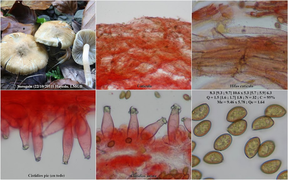 Guía de Setas y Hongos de Navarra.: Inocybe phaeoleuca Khüner