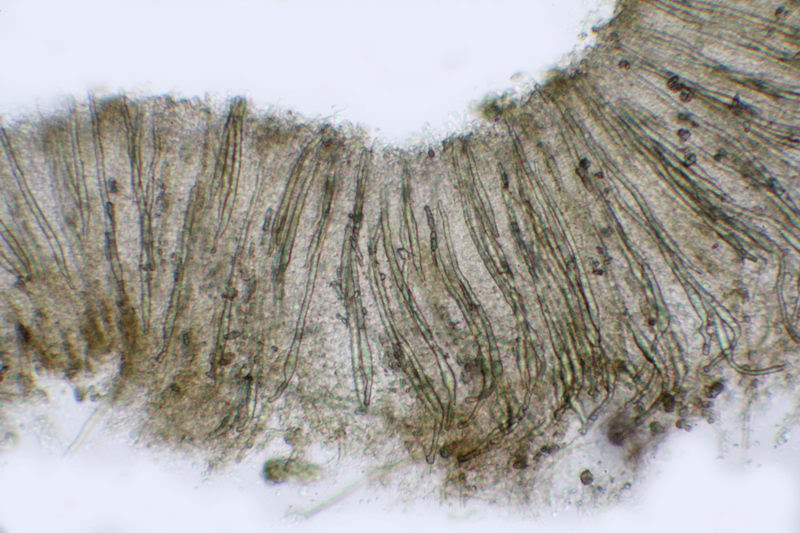 El mundo microscópico de los hongos: Basidiomicetos