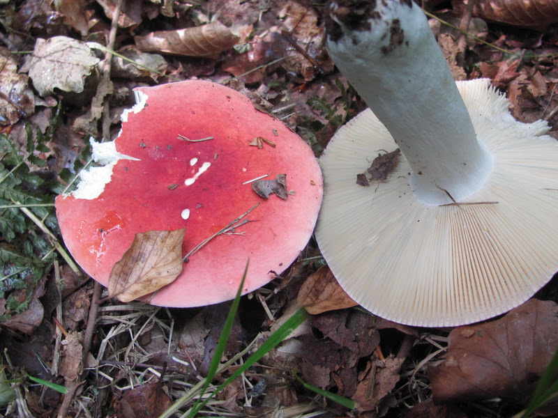 Guía de Setas y Hongos de Navarra.: Russula rubra (Lamoure: Fr.) Fr.