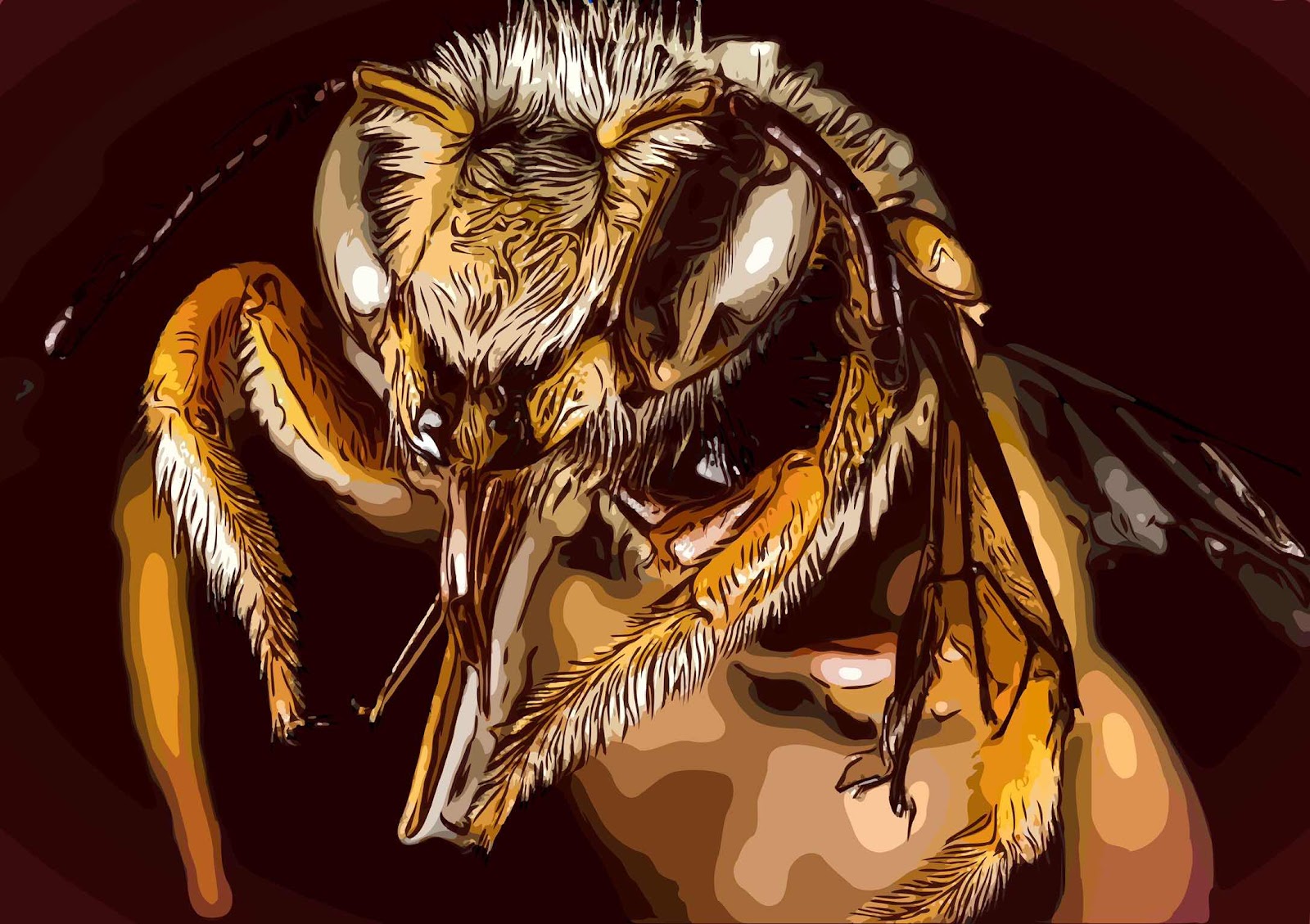 Bees free pictures for commercial use