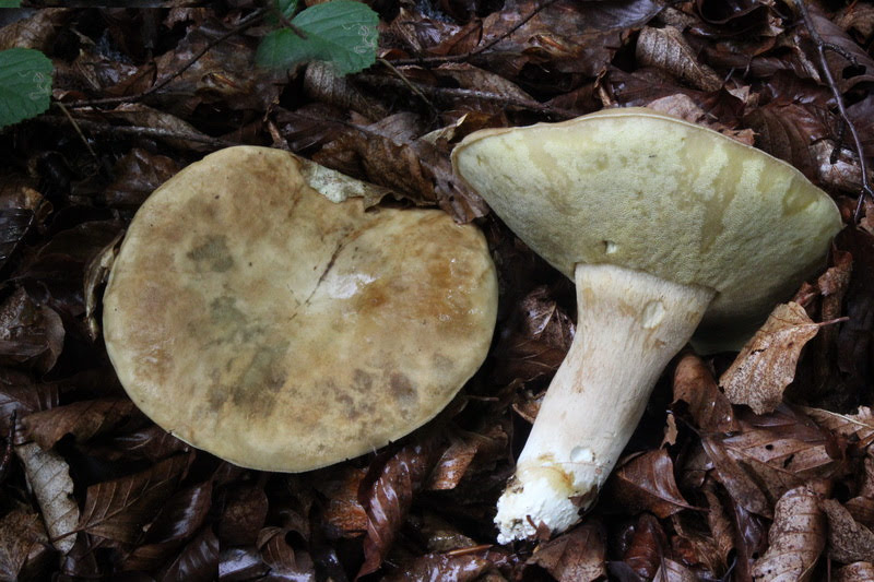 Guía de Setas y Hongos de Navarra.: Boletus reticulatus Schaeff.