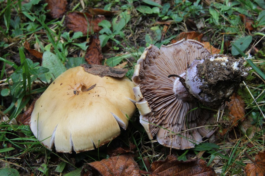 Guía de Setas y Hongos de Navarra.: Cortinarius pseudodionysae Bidaud