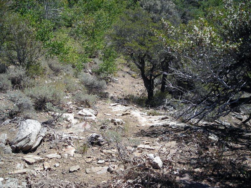 Ruby Mountain Trails: The old guide trail to Talbot Canyon