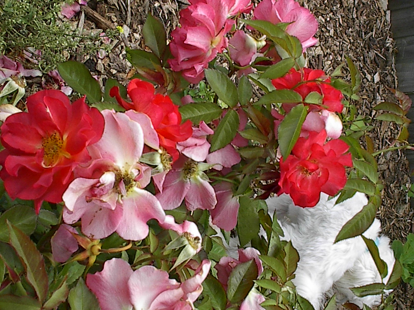 candytheartist: My June Roses
