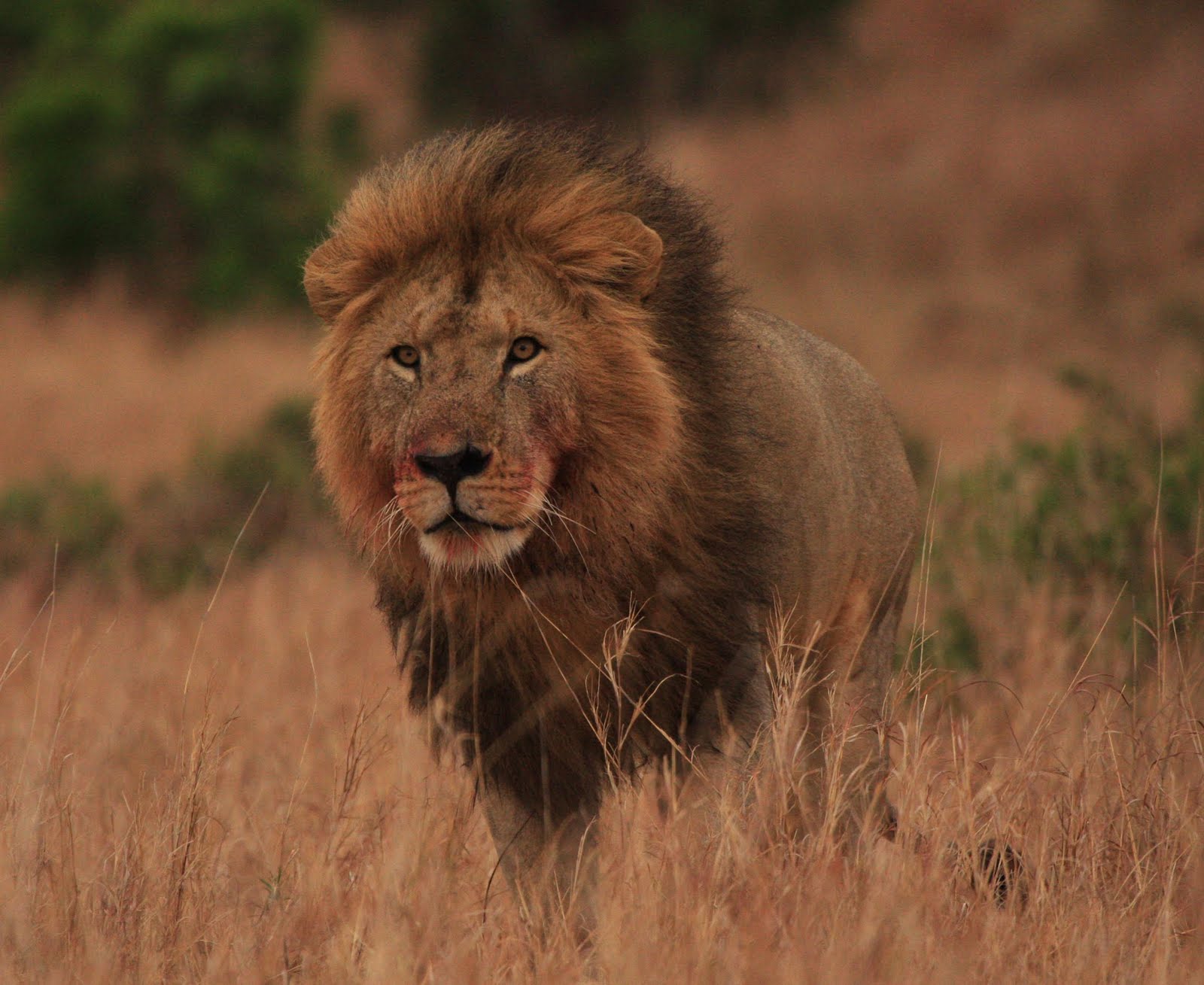 Sarath C R Blog: The Lions of Masai Mara
