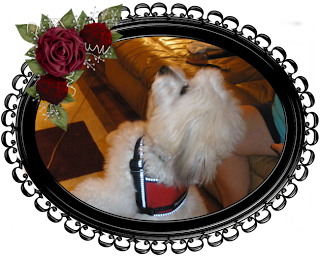 Renaissance Coton de Tulear_Coton de Tulear Puppies_Coton de Tulear ...