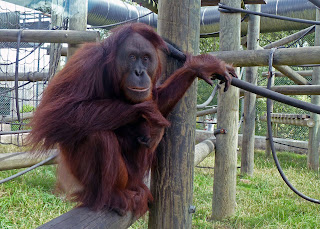 Dorset Allsorts: Monkey World