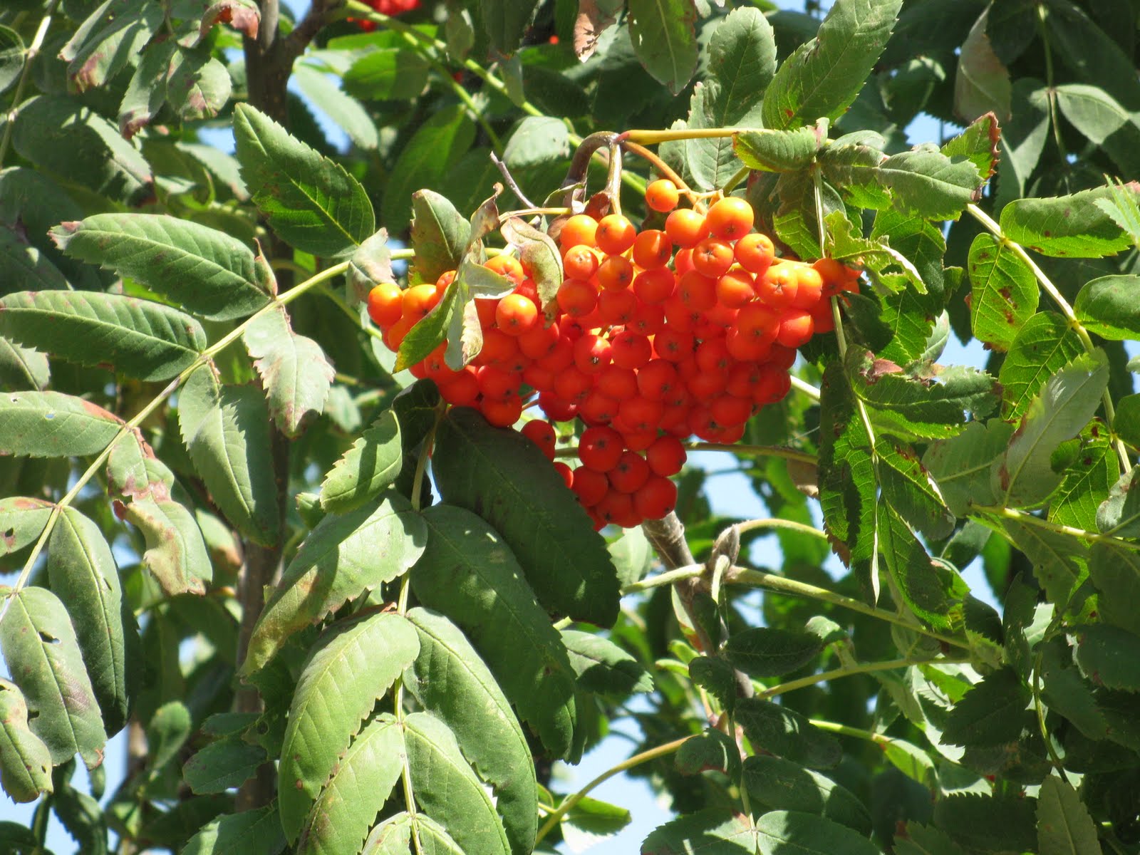 Made in Montreal: The rowan tree tells us to embrace the future and our ...