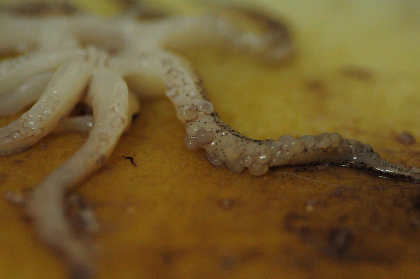 Follow My Recipe: Eviscerating Squid: A super sensual experience (Step ...