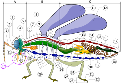 biologia: La anatomia de un insecto