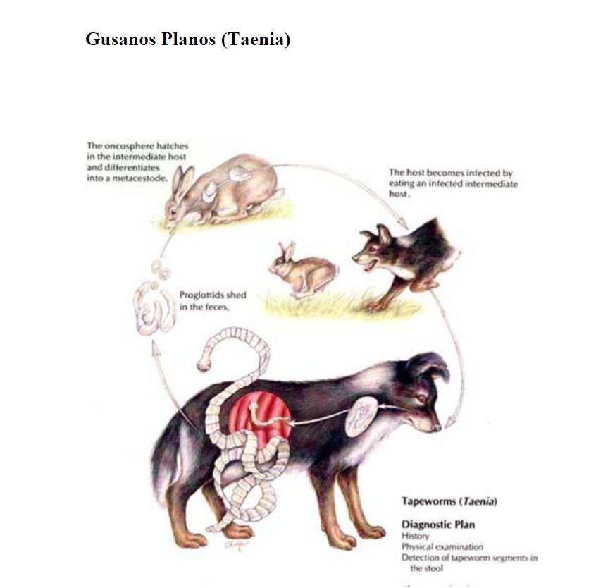 Justo Antonio Sánchez Ramírez: Teniasis