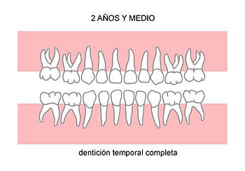 MI PROFESION ODONTOLOGO: LA PRIMERA DENTICION