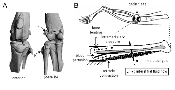 The Quest for Height: Grow Taller | Increase Height | Bone Size ...