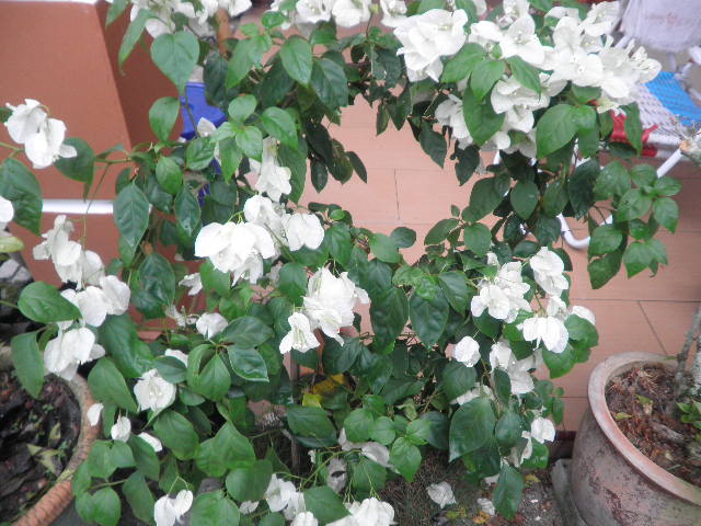 TROLAK SELATAN: PELBAGAI POKOK BUNGA HIASAN