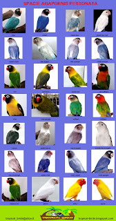 Inseparabili AgapornisTropical Birds - Pappagallini - Inseparabili ...