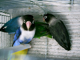 Inseparabili AgapornisTropical Birds - Pappagallini - Inseparabili ...