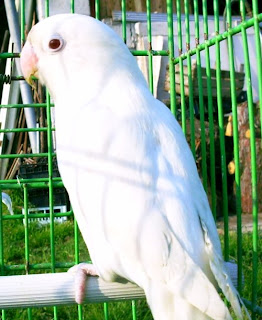 Inseparabili AgapornisTropical Birds - Pappagallini - Inseparabili ...