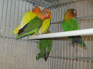 Inseparabili AgapornisTropical Birds - Pappagallini - Inseparabili ...