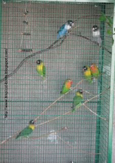 Inseparabili AgapornisTropical Birds - Pappagallini - Inseparabili ...