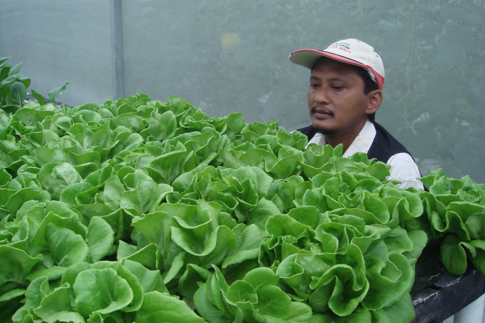 AKM TANI (Kedai kelengkapan FERTIGASI, hidroponik dsb): Easy ponic ...