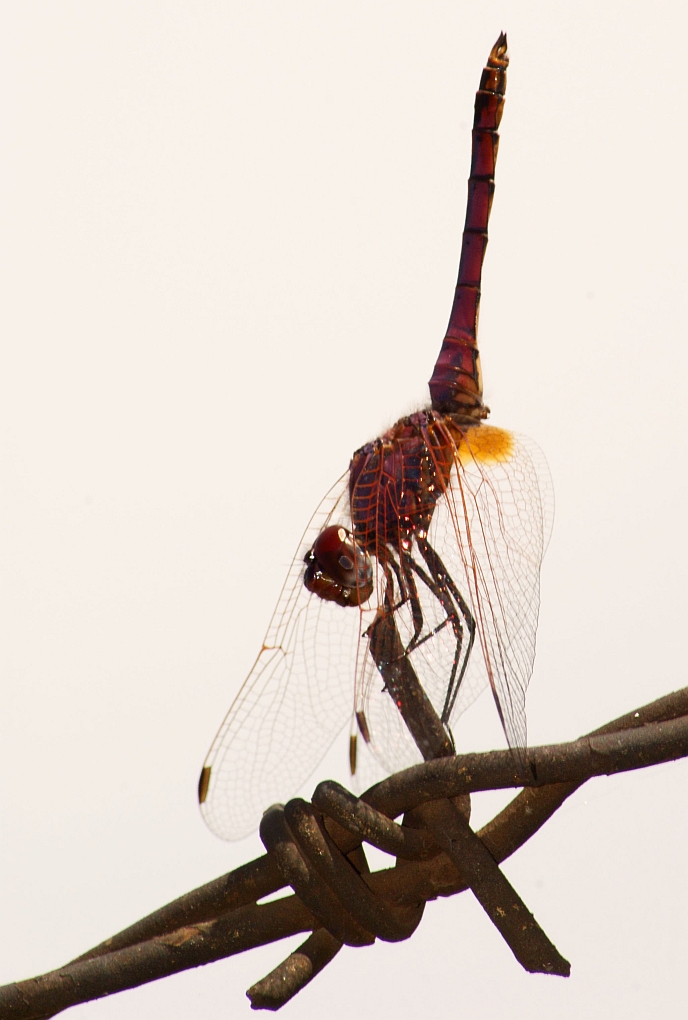 Photographer: Dance of the Dragonfly ( 11 December 2010 )