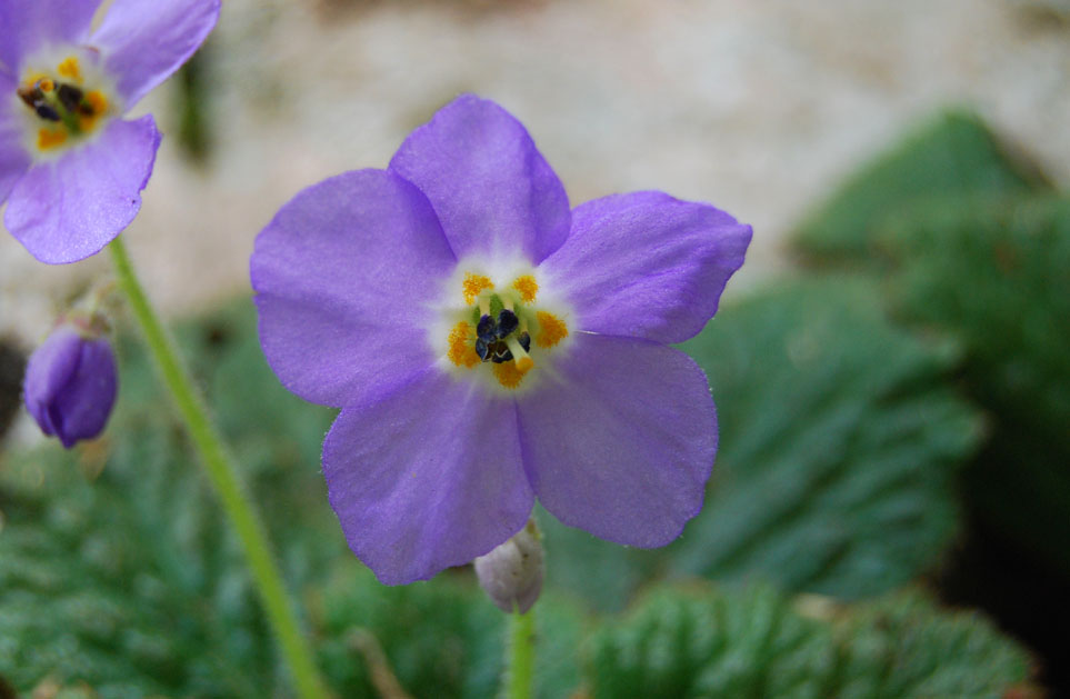 LA BASTIA: Ramonda serbica