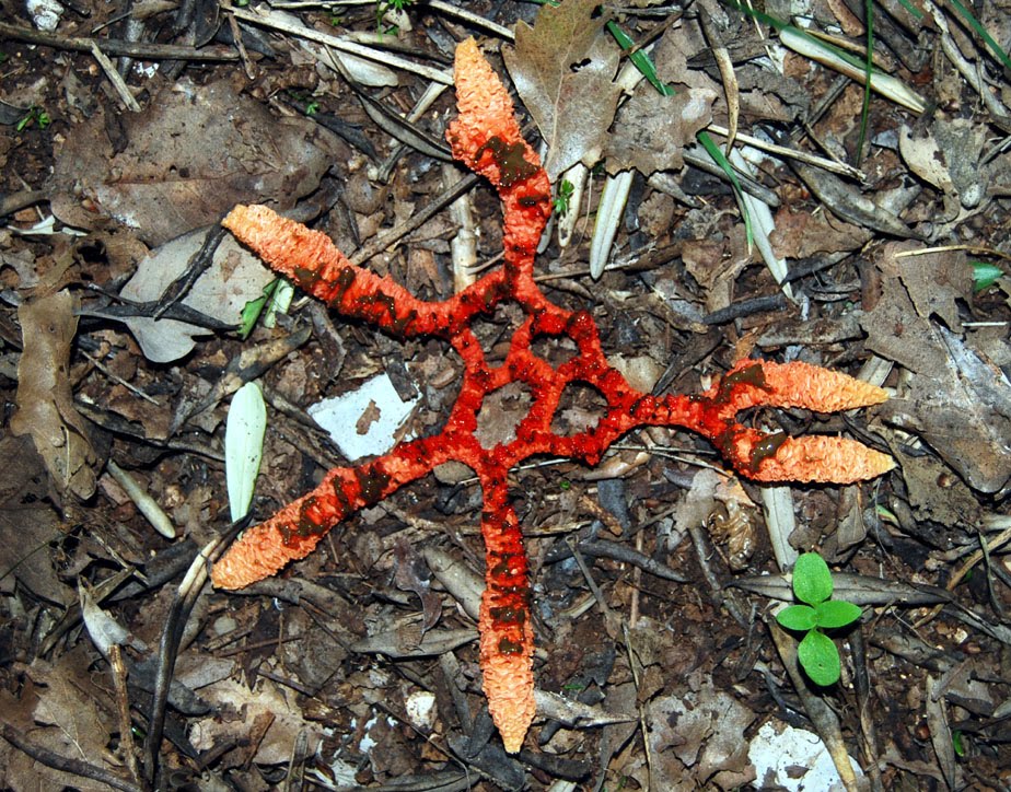 LA BASTIA: Clathrus ruber