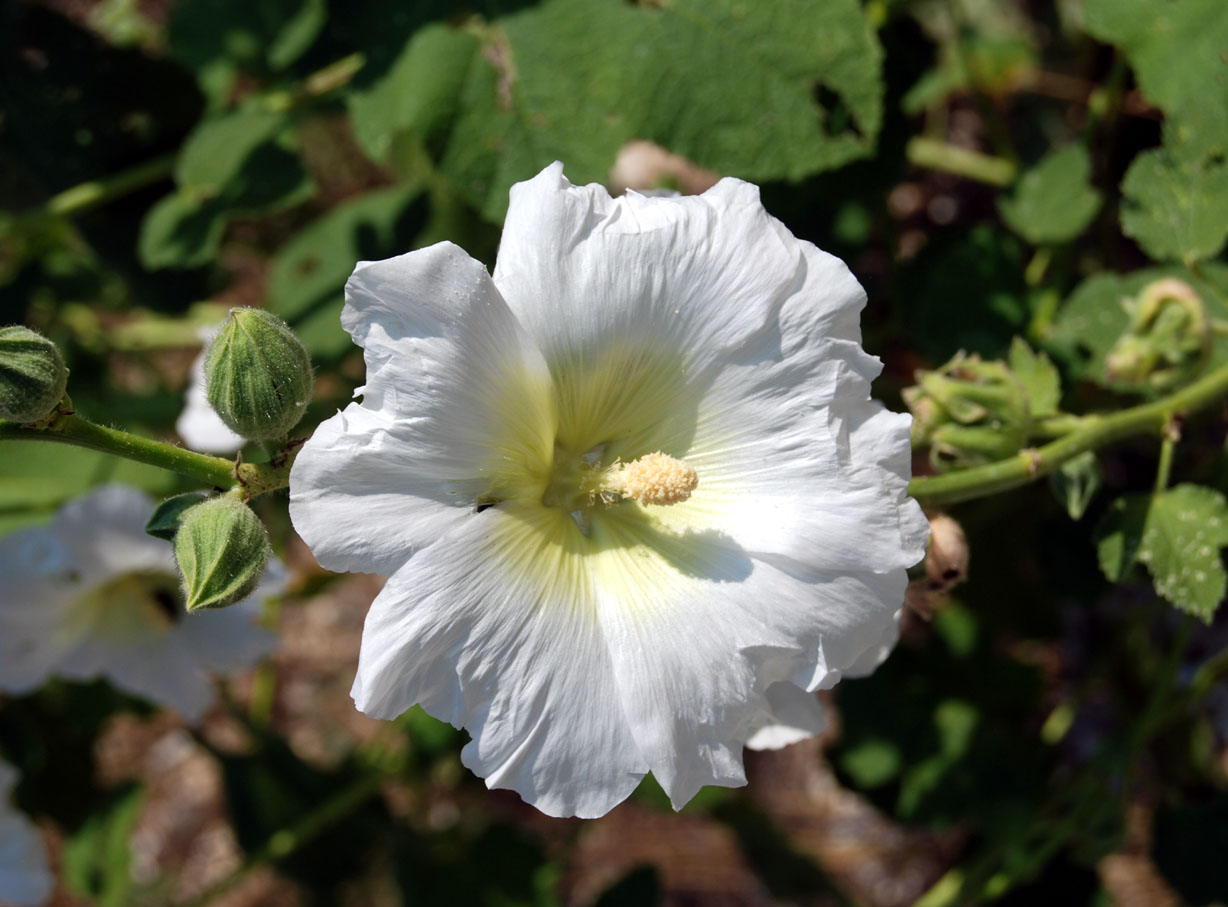 LA BASTIA: Alcea pallida