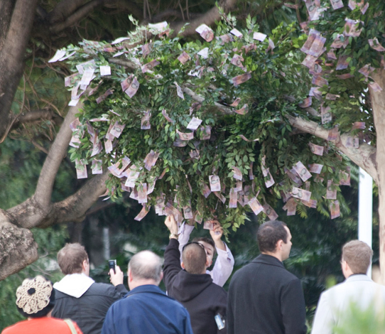 osylph stripes: money tree social experiment