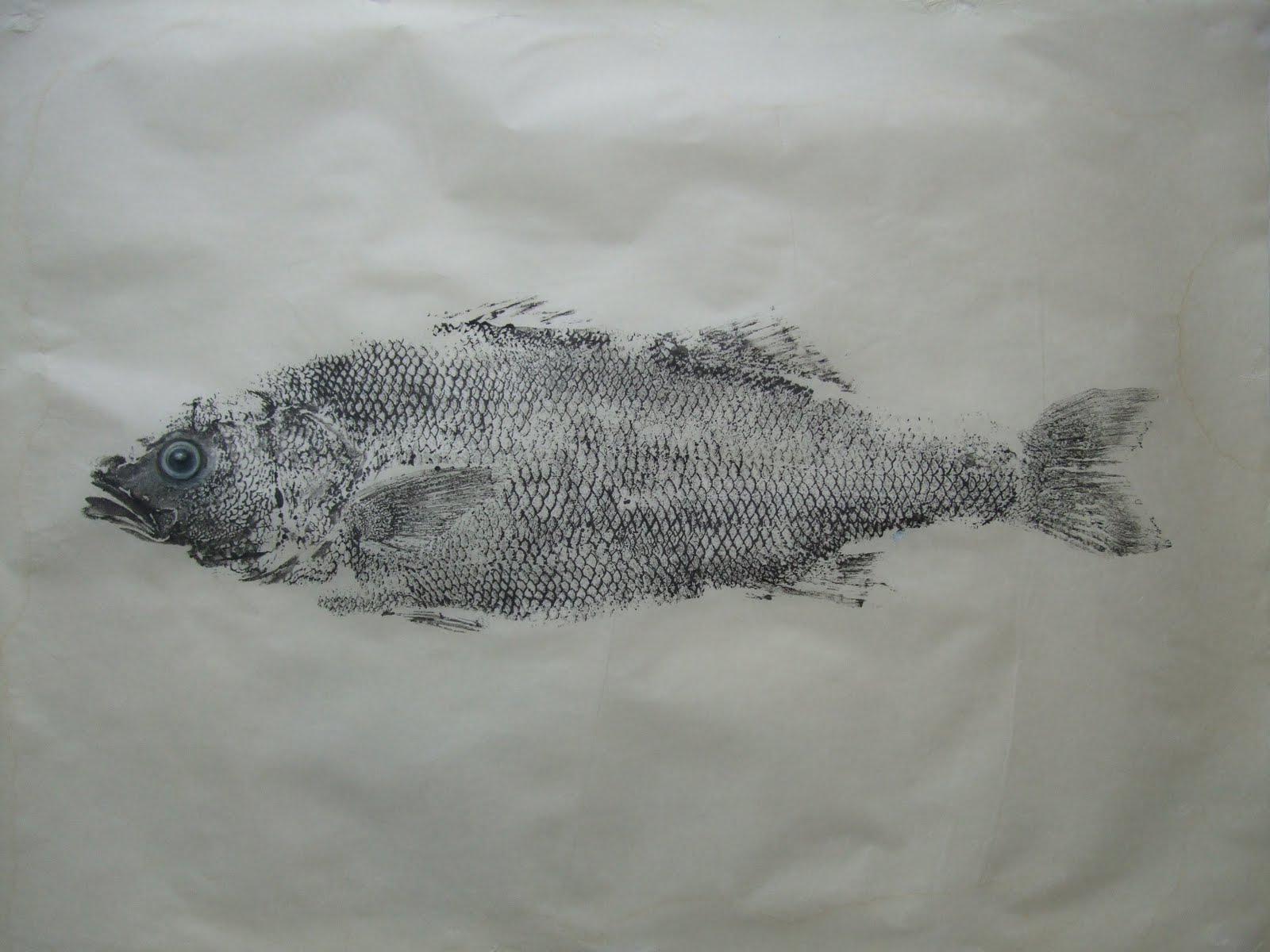 Rachel Ramirez: Deb's Robalo (Dicentrarchus labrax)